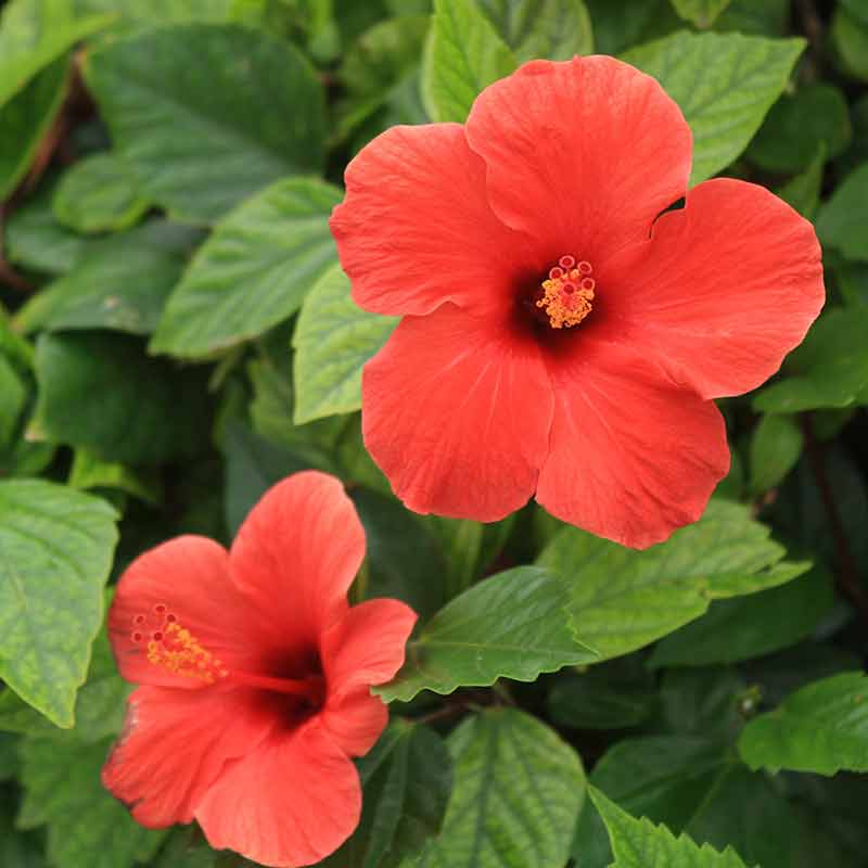Hibiscus - Les serres du Mélantois